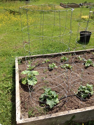 Homer, Cosmo and a Garden: Cucumber Cages