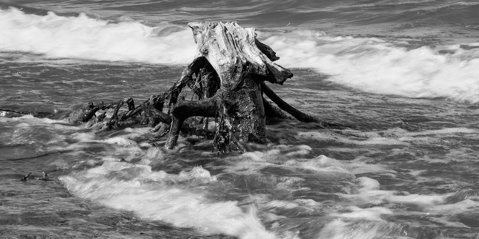 A Tree Falling: Ray Roberts Lake State Park: Isle du Bois Unit