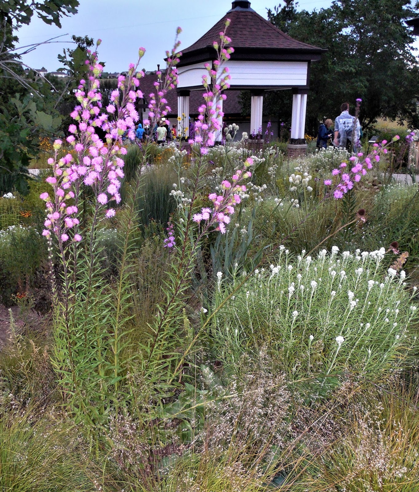 Prairiebreak: My new favorite plant...Liatris ligulistylis