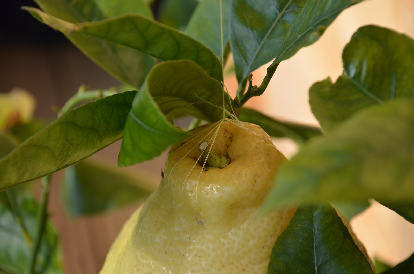 THE SECRET TO GROWING GIANT LEMONS |The Garden of Eaden