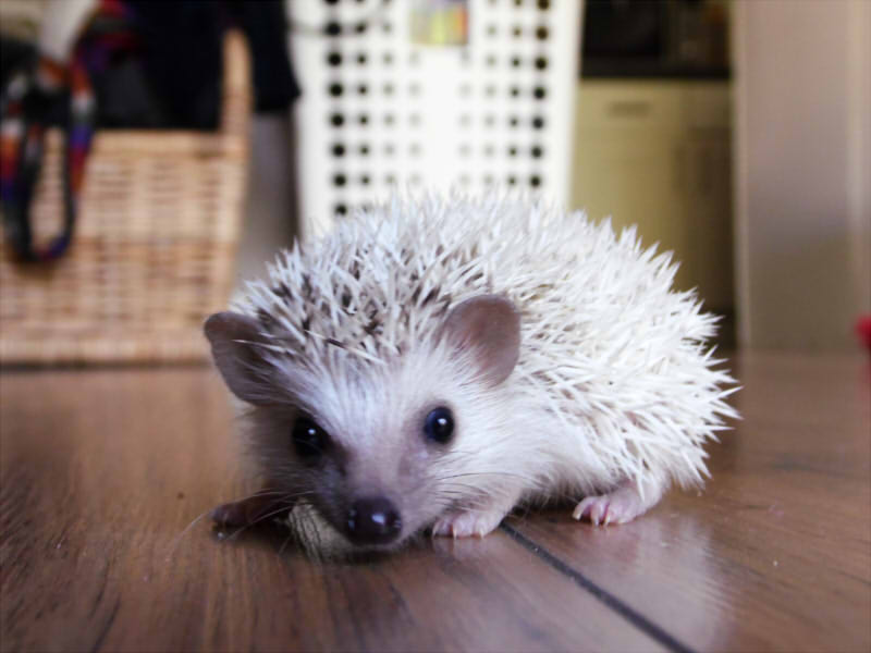 DUNIA FAUNA: Macam - Macam Landak Mini