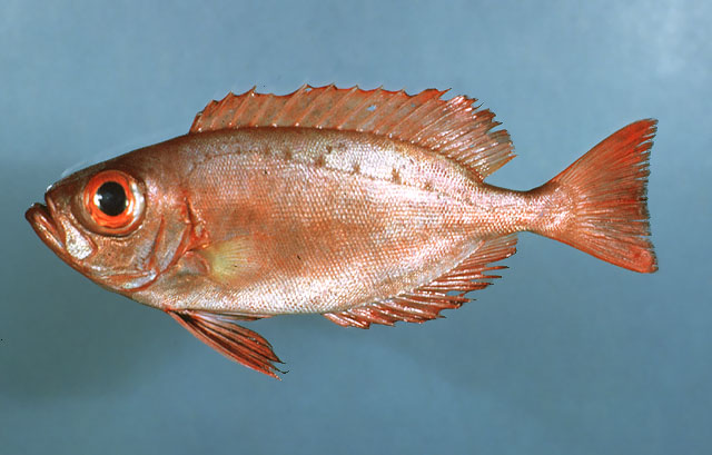 Artes de Pesca: ACTINOPTERYGII.