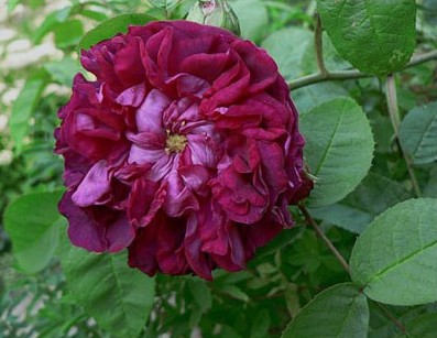 Promesse de roses: Mogador, la Rose du roi à fleur pourpre