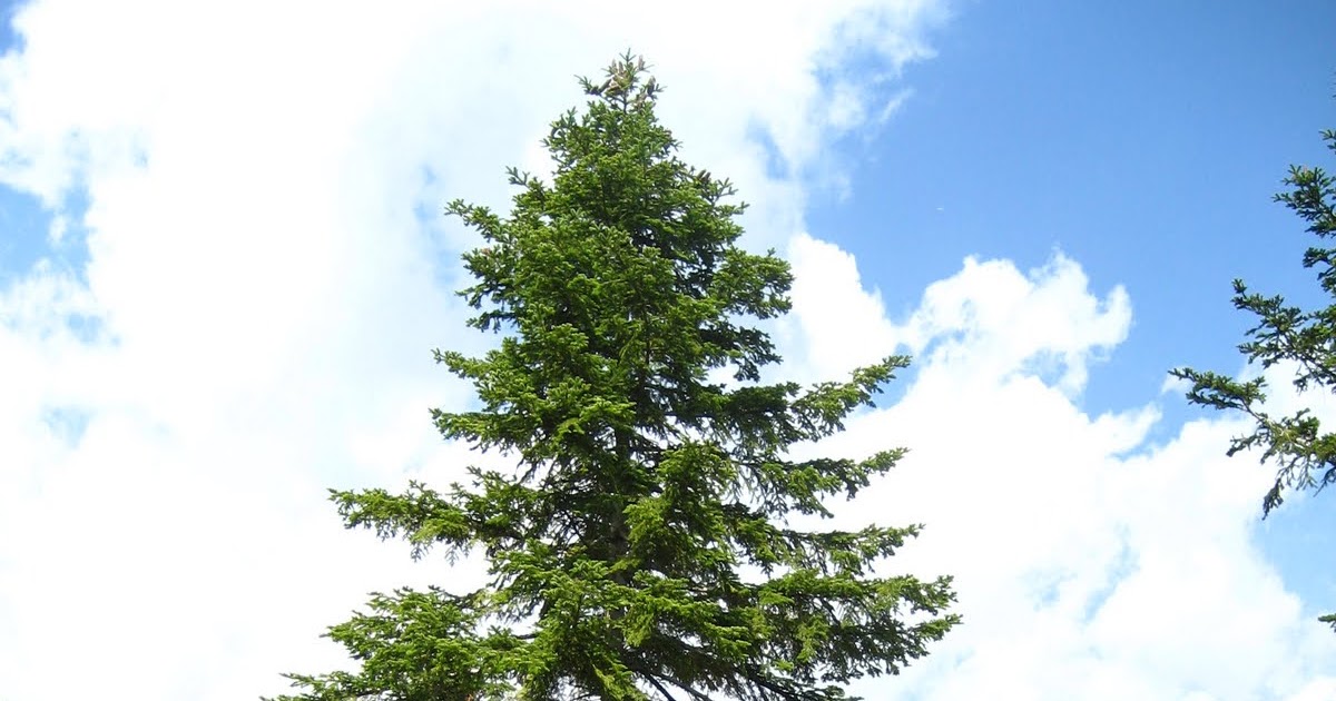 Abies «abeto» - Id Plantae