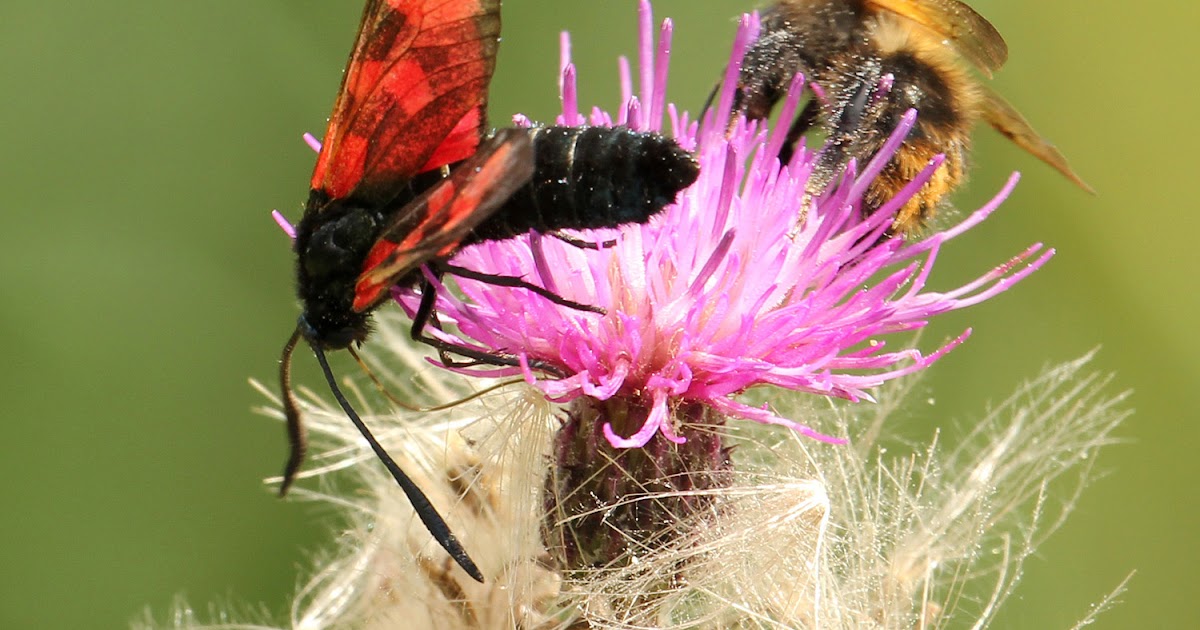 R&R.Natuurlijk: 3 juli: Oeverlanden Amstelveense Poel: zonnedauw en ...