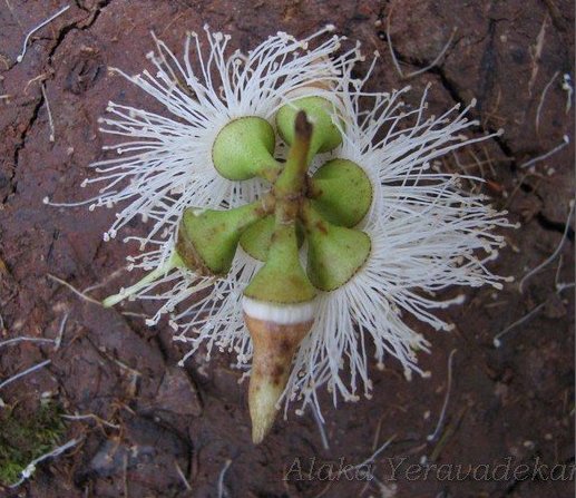 birds, flora, fauna of pune - and issues threatening these: Tree walk