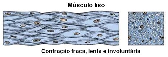 Blog de Biologia: HISTOLOGIA