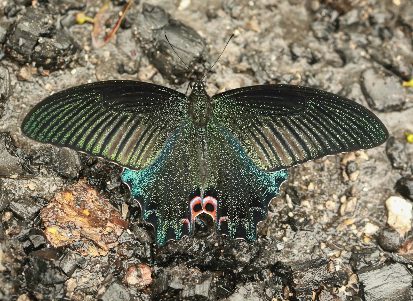 Butterflies of Vietnam: Trip to Mount Ba Vi in Spring
