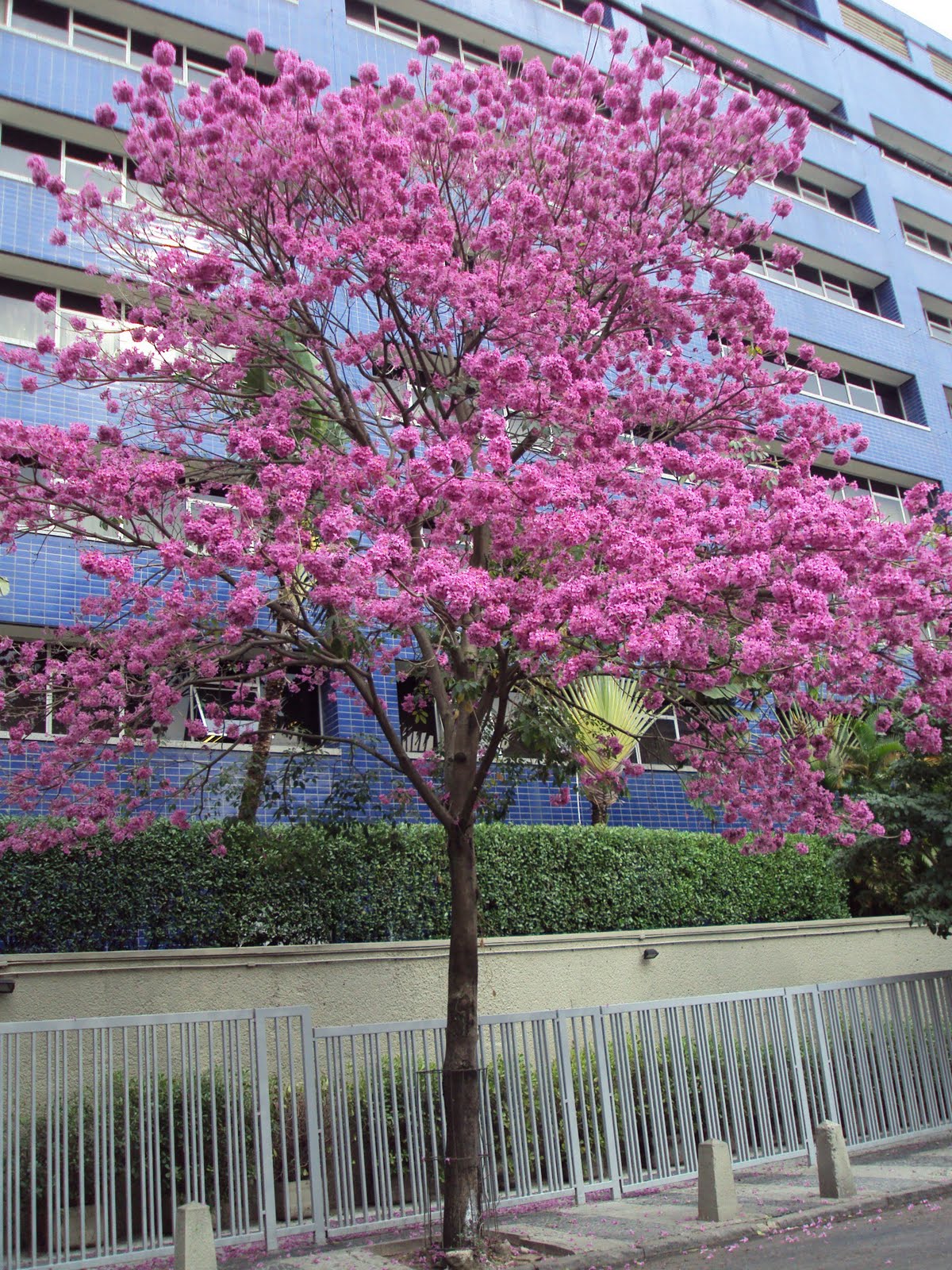 H e v a n i a : Ipê Roxo