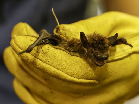 The Rural Blog: Cities in Midwest come to rescue of bats threatened by ...