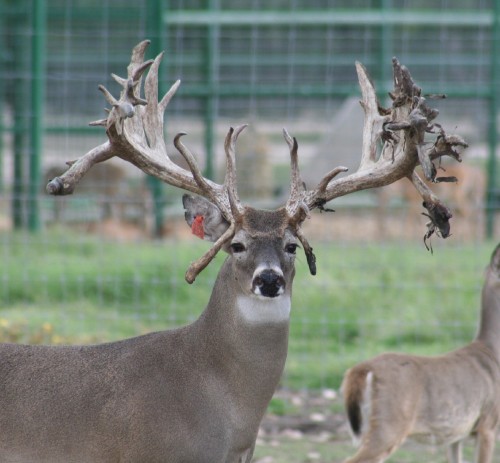 OL'MAN Outdoors: The One Million Dollar whitetail buck