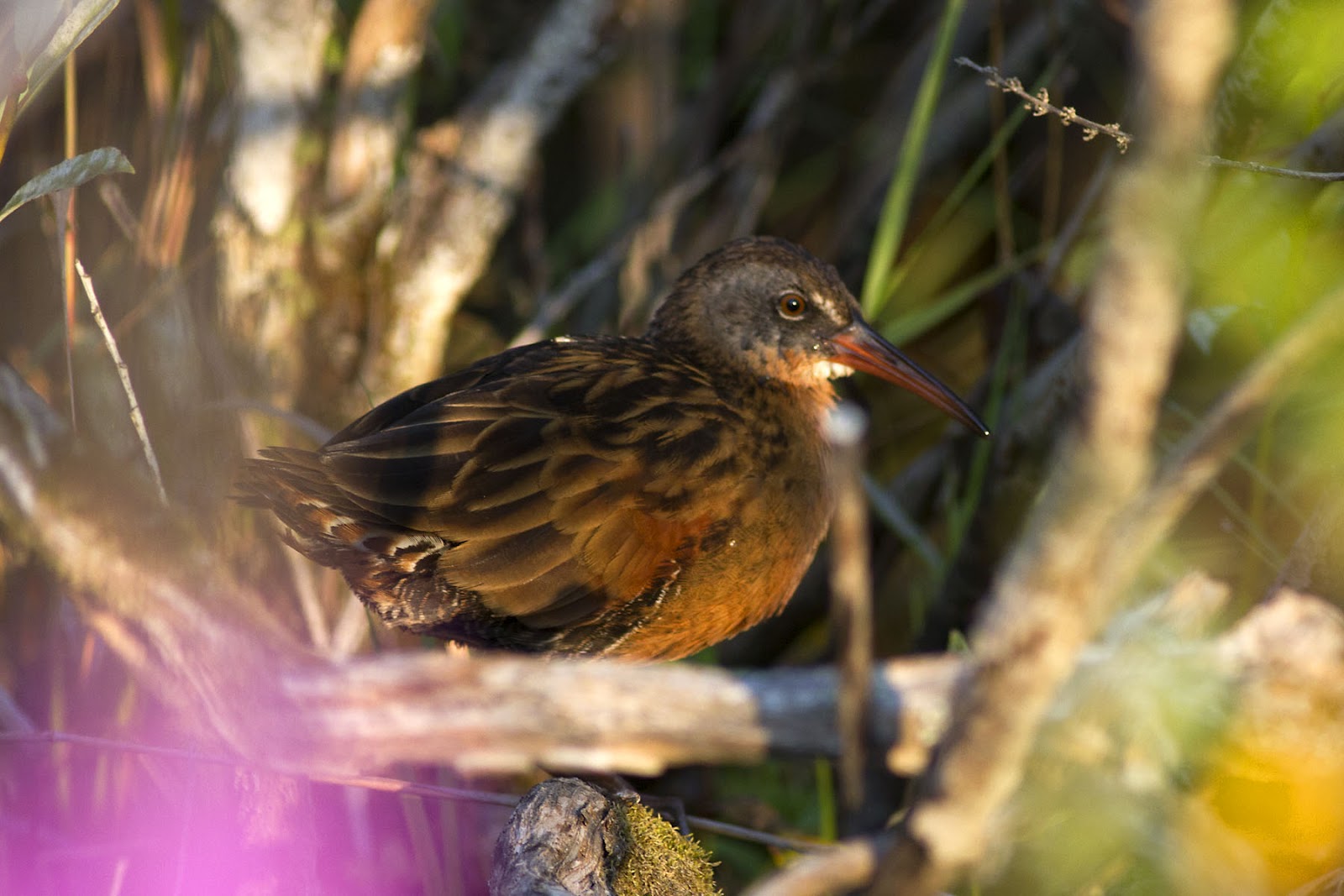 Ann Brokelman Photography: Wild Turkeys, Sora, Virginia Rail and Juv ...