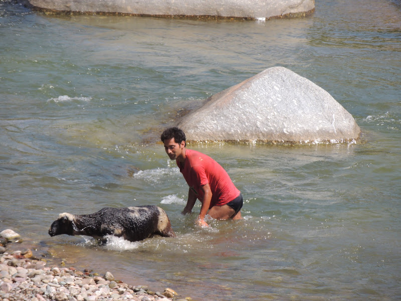 How to bathe a sheep - a step by step guide :D