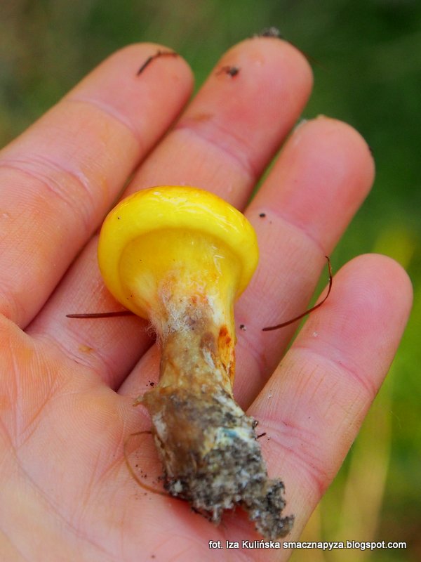 Grzyby gatunkami. Maślak żółty, modrzewiowy | Smaczna Pyza