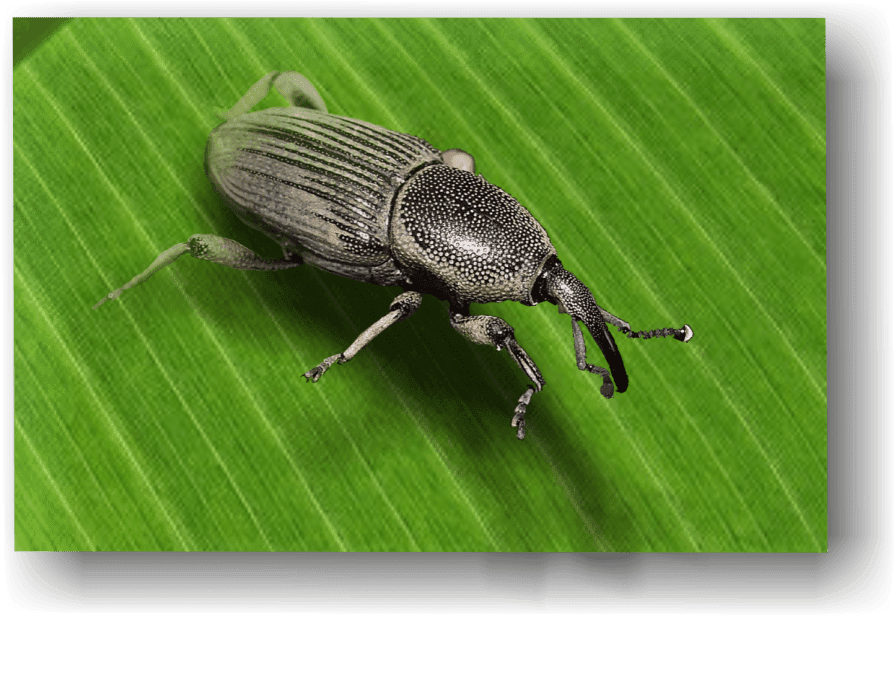 KILIMO BORA CHA MIGOMBA