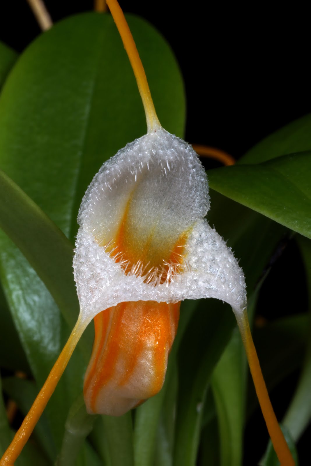 Orchids in Bloom: Masdevallia ampullacea 'Connor' CHM/AOS