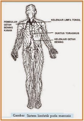 Ubaedy Rachmat: BIOLOGI "PEREDARAN GETAH BENING"