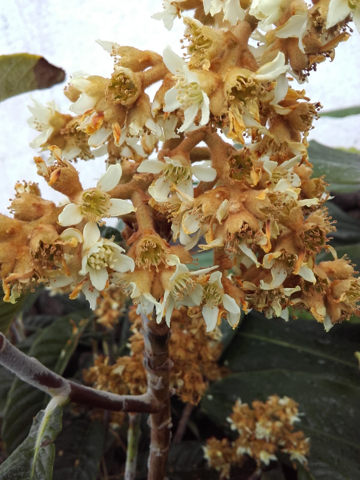 Oleander: Japanische Mispel (Eriobotrya japonica) Knospen und Blüten