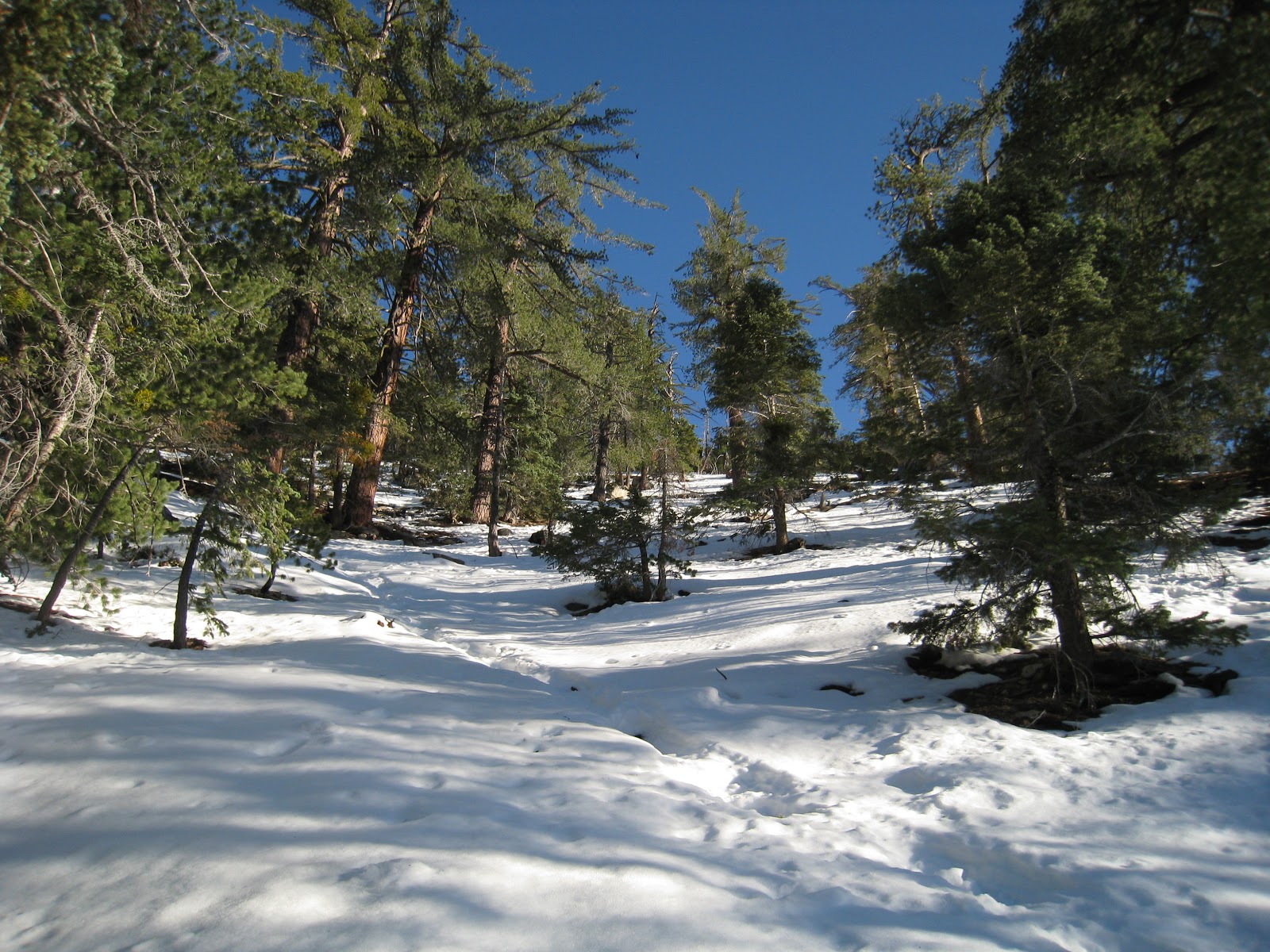 To California...and Beyond?: Hiking in Idyllwild