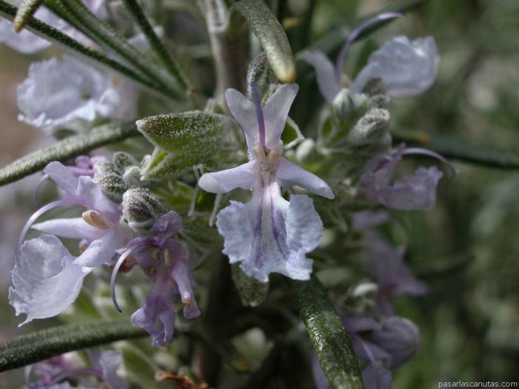 La Maria: Reina de los mares: foto flor de romero