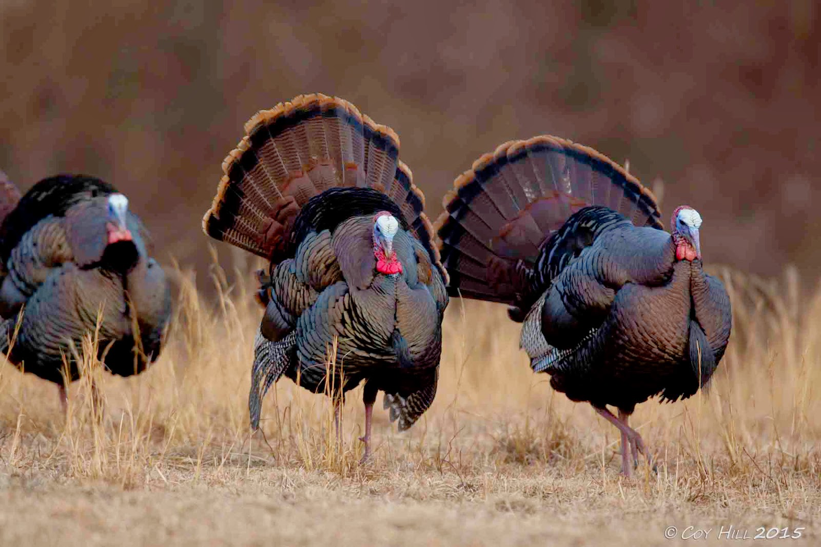 Country Captures: Mid-Winter: The Strutting Begins