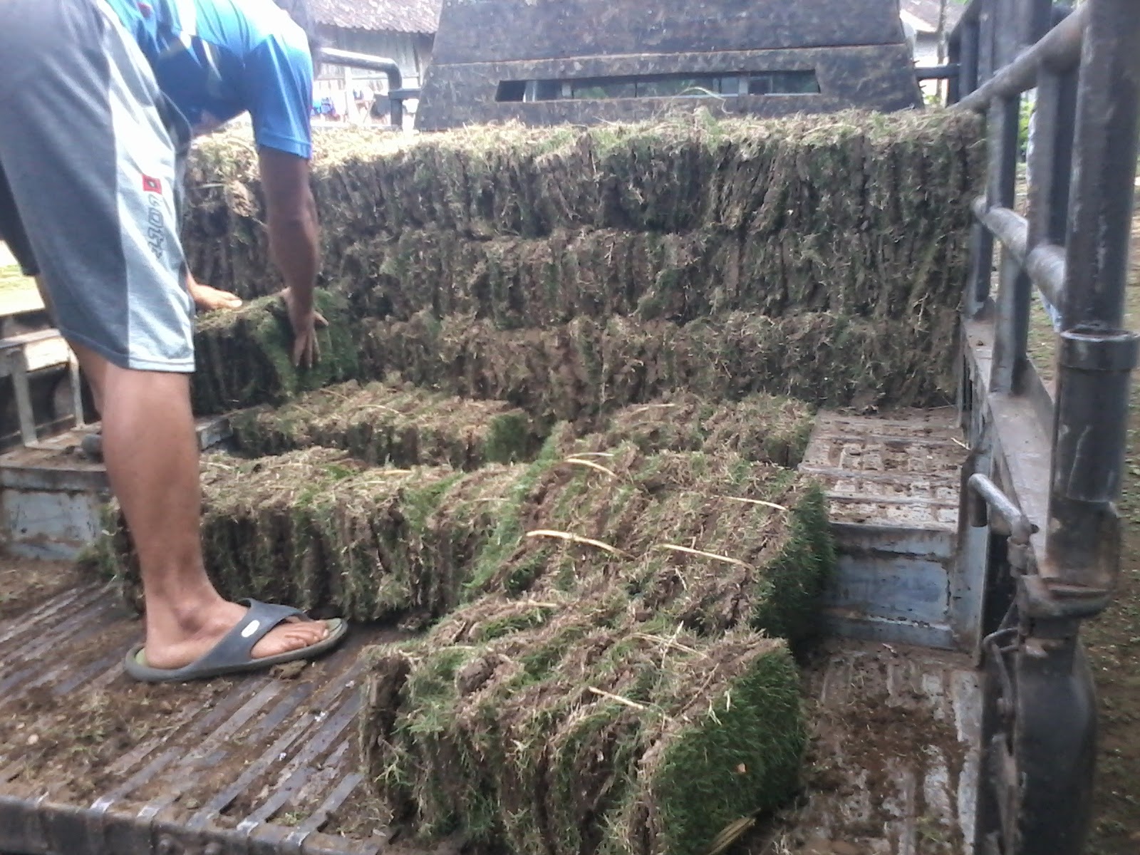 Rumput Jepang Rumput Manila Rumput Peking ~ Arya Flower Landscape