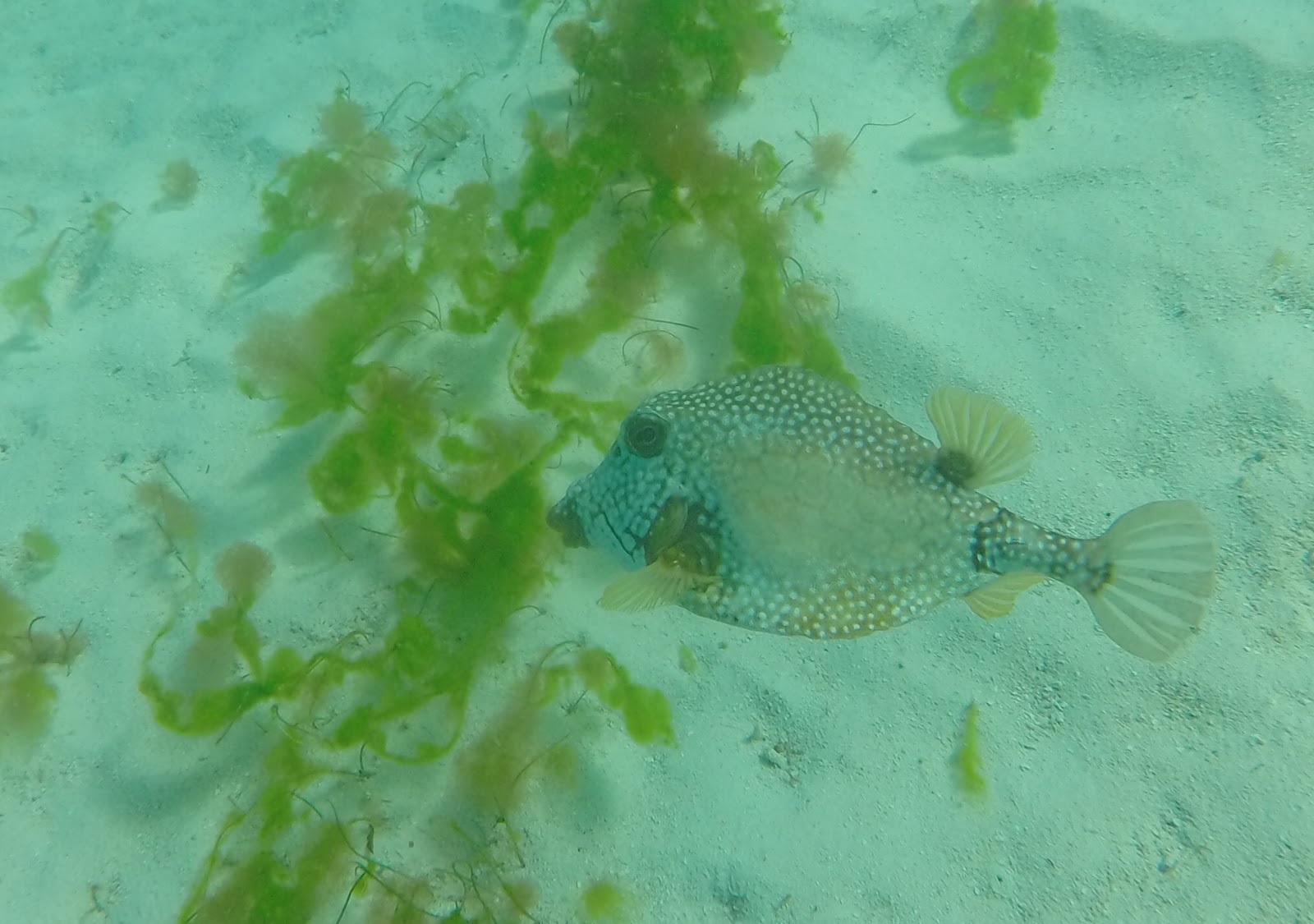 Sailing Rocks!: Tourist time in the Tobago Keys