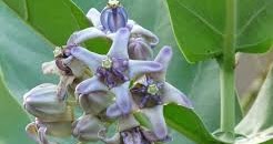 INTELLIGENT CREATURES ... "PLANTS": Medicinal plant..Rui