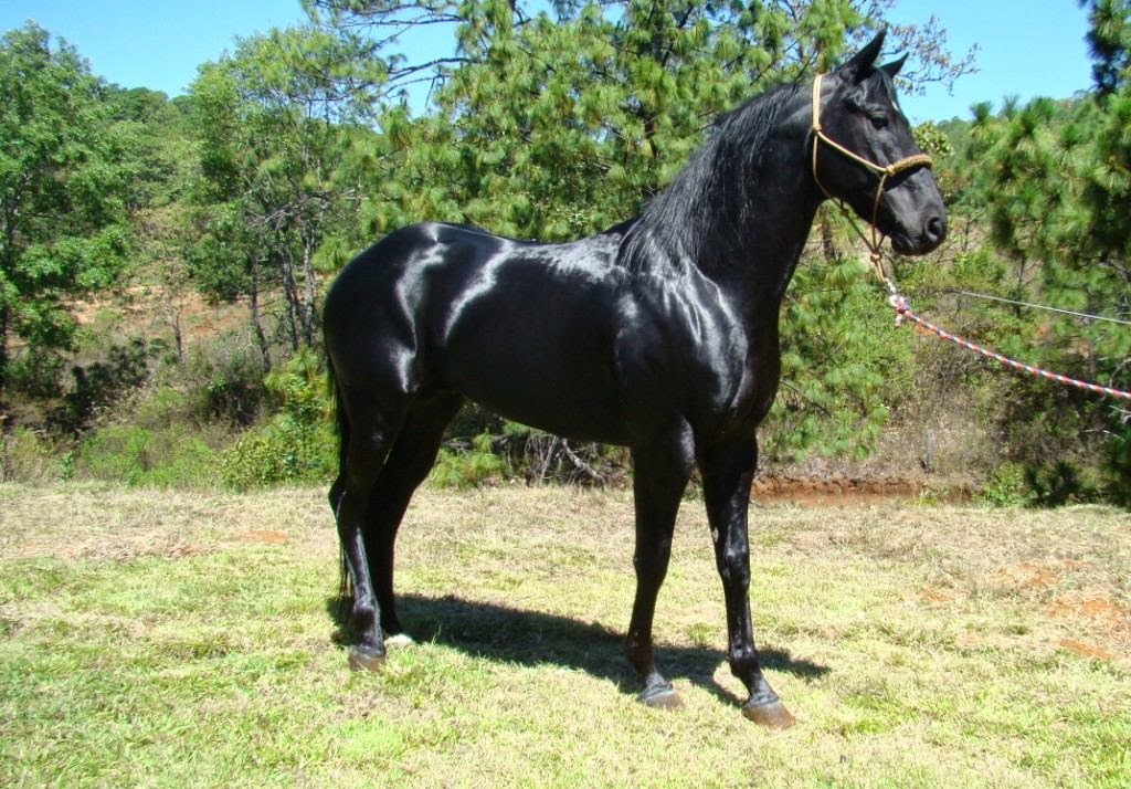 LAS AVENTURAS DEL CAPULÍN: CABALLO PRIETO AZABACHE