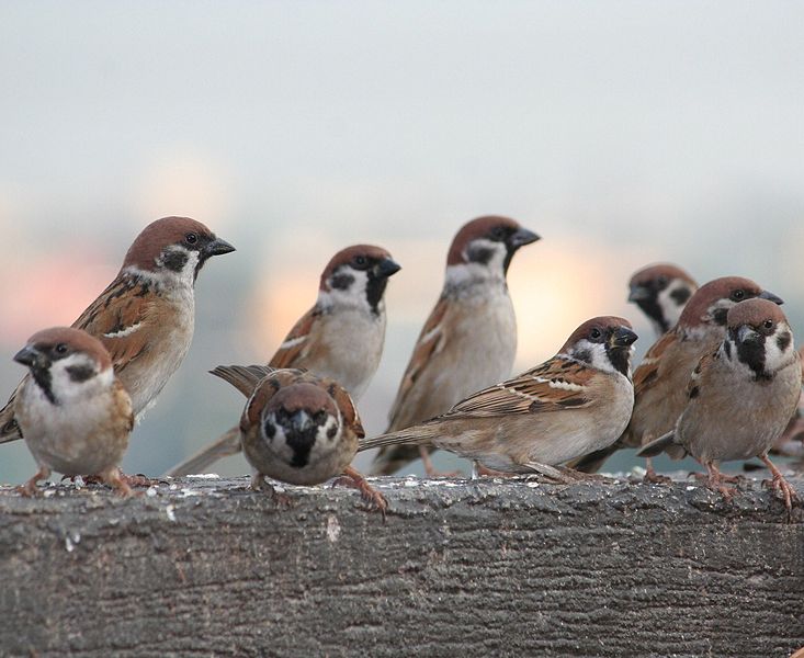 Variety of Life: Passeridae