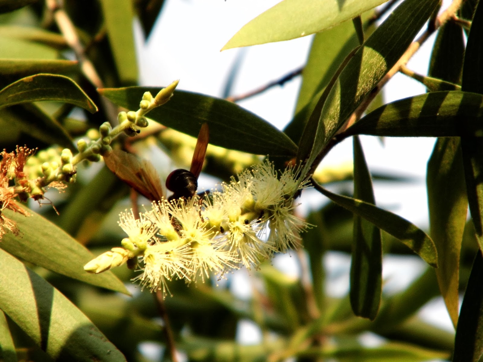 Pohon-pohon di UNIVERSITAS SUMATERA UTARA (USU)