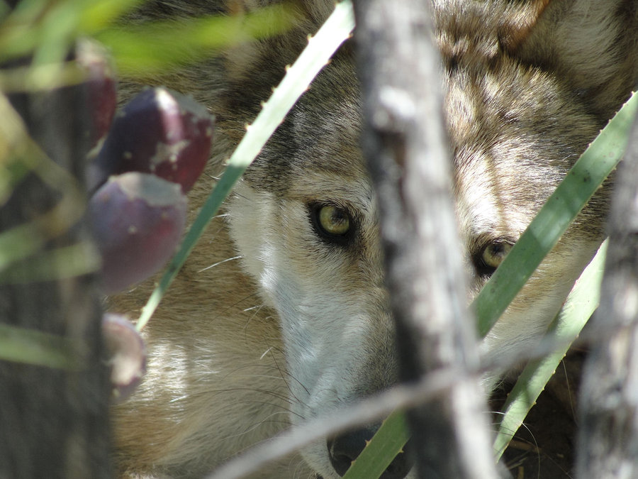 White Wolf : Extremely endangered Mexican Gray wolves need our help to ...