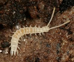 4th GRADERS: ANIMALS