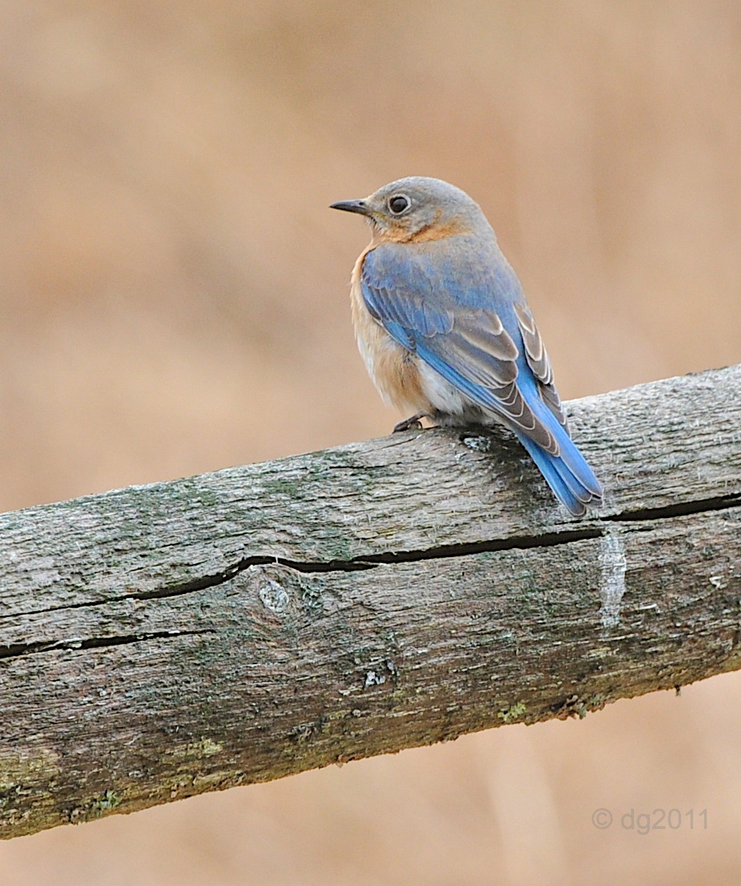 Merlebleu de l'est - Eastern Bluebird