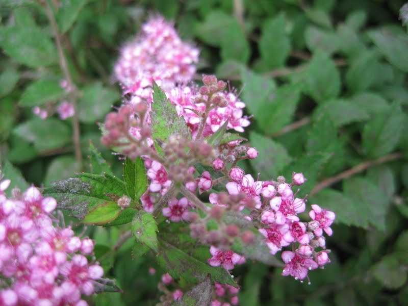 SJG bloom 2011: JUNE, p. 6: wada?, spirea and korean dogwood