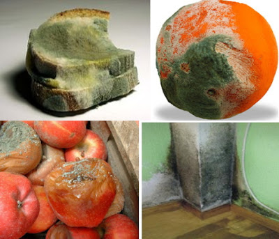 Ciencias Naturales CEUJA 2015: ¿Qué descompone y que conserva los ...