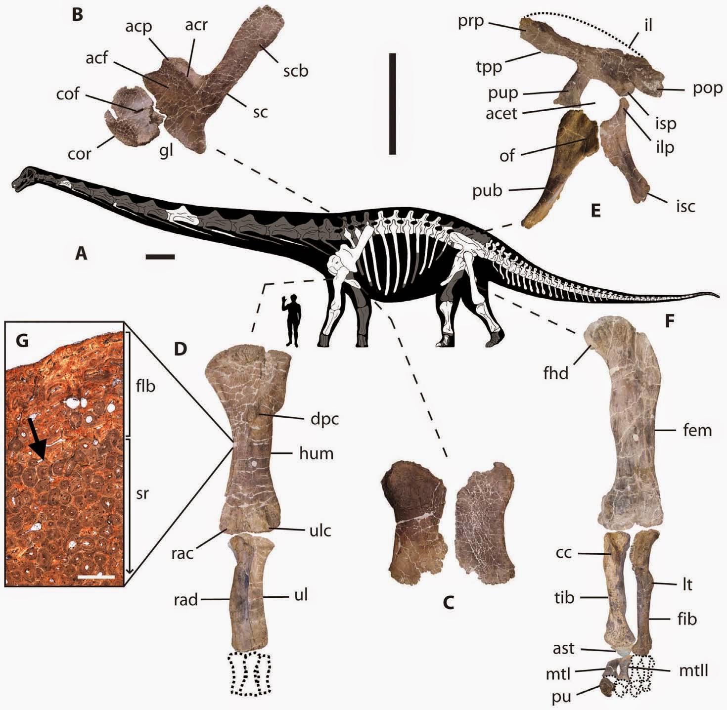Sciency Thoughts: The nearly complete skeleton of two gigantic ...