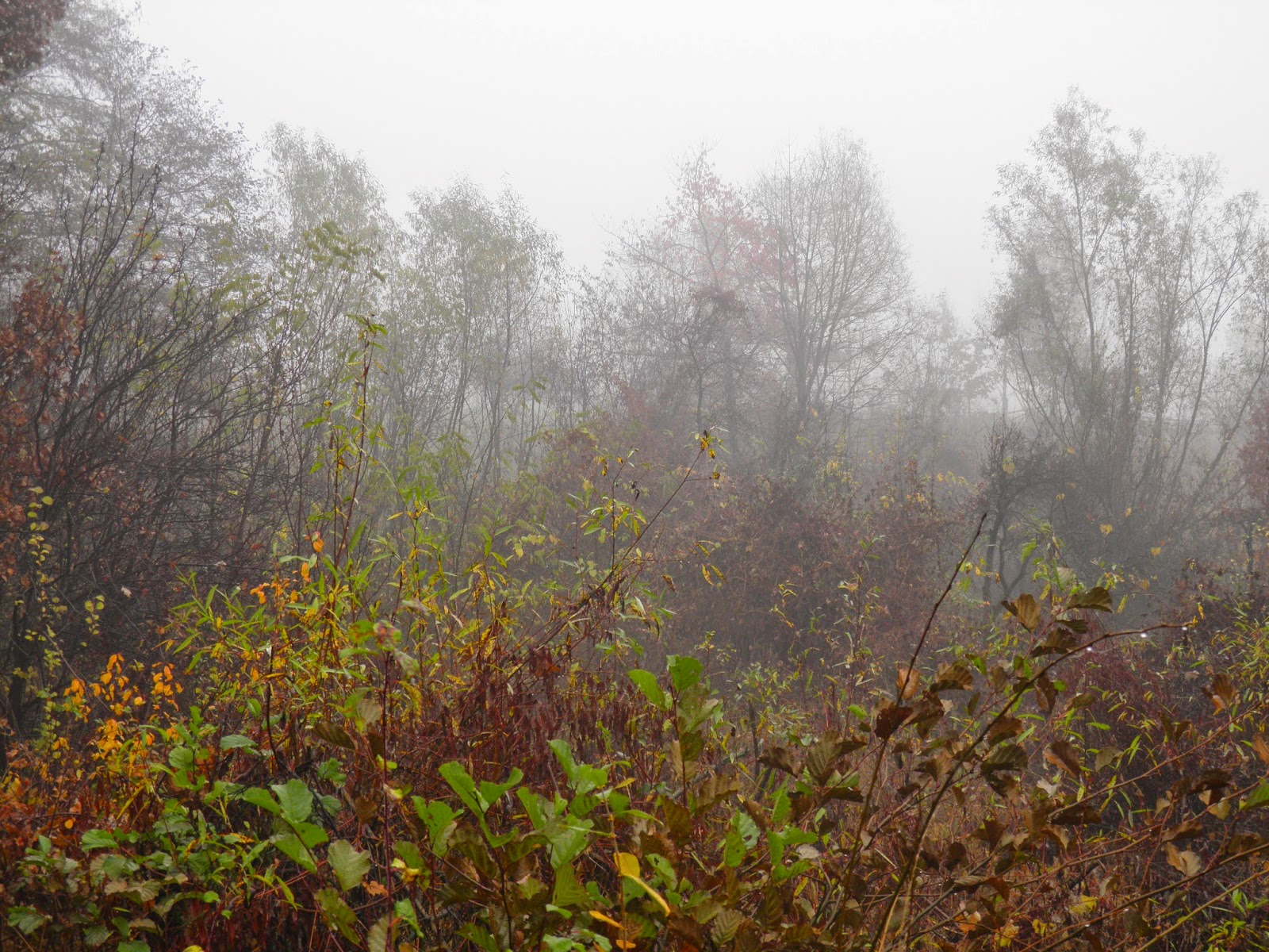 PASARI DIN ROMANIA: ULIU PORUMBAR (ULIUL GAINILOR), Accipiter gentilis