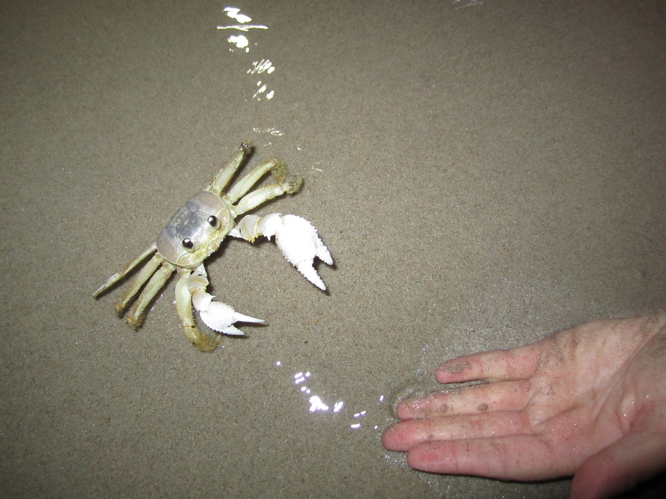 Survey of Florida Invertebrates