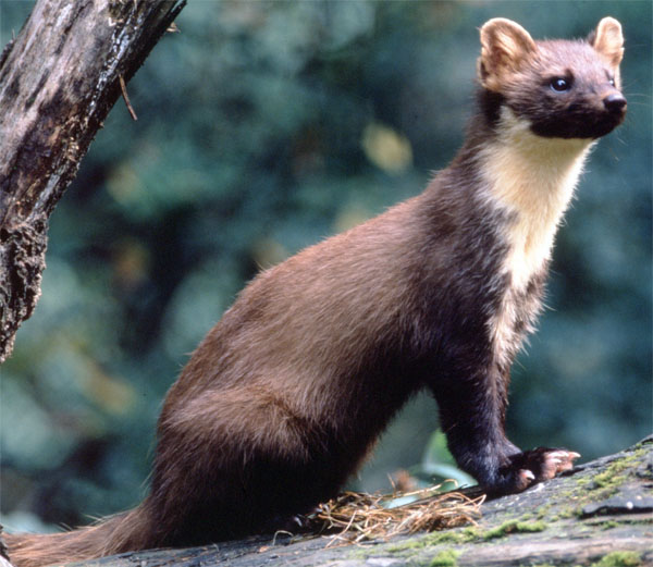 Natura & Tempo libero: Flora e Fauna Calabrese
