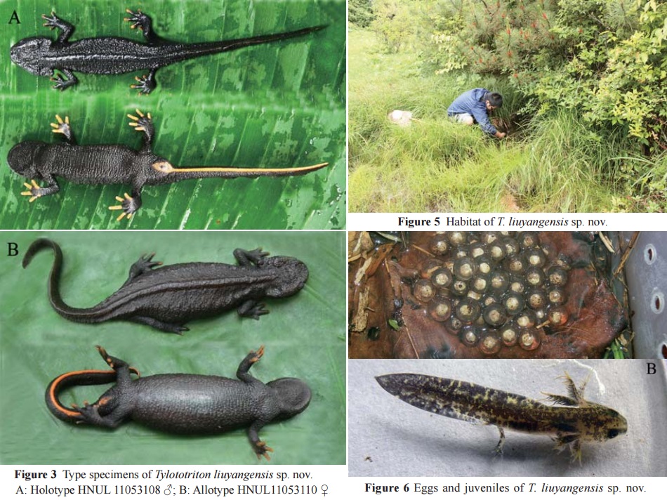 Species New to Science: [Herpetology • 2014] Tylototriton liuyangensis ...