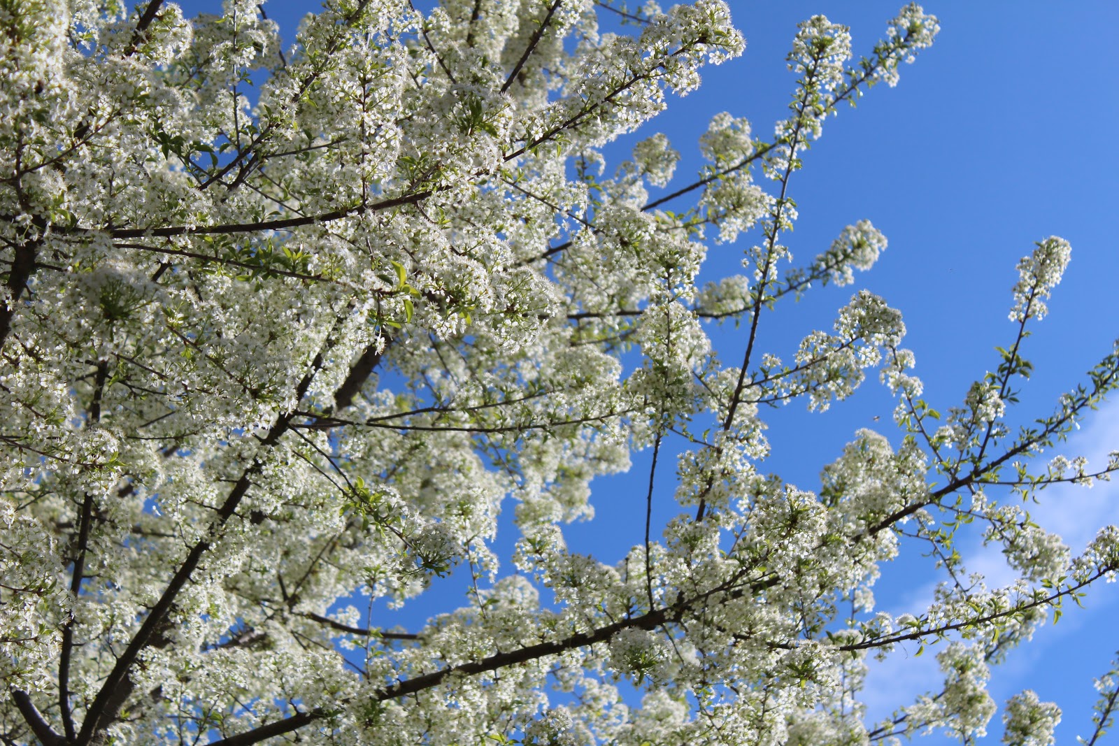 Rosarium Sutz: Frühling in der Schweiz / Spring in Switzerland