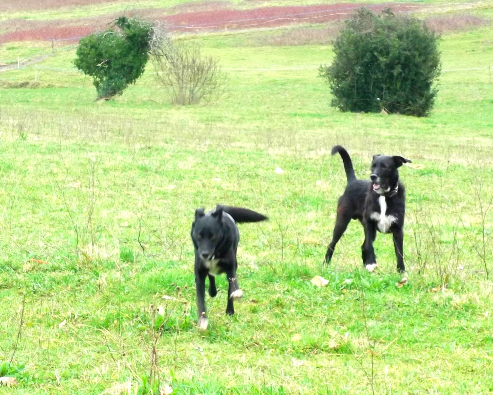 Magnon s Meanderings Dog Club 