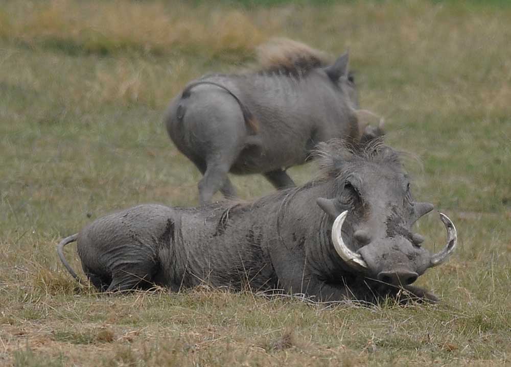 Warthog | The Life of Animals
