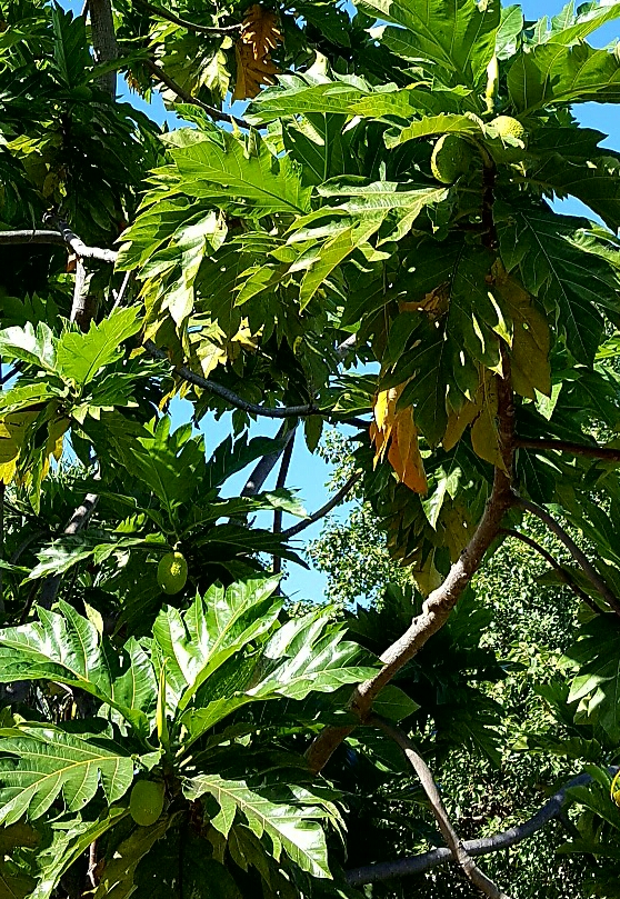 HRodenberger's Blog: The Trees of Kuroda Field