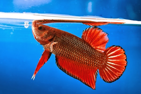 Betta fish - Betta Splendens | TROPICAL FISH