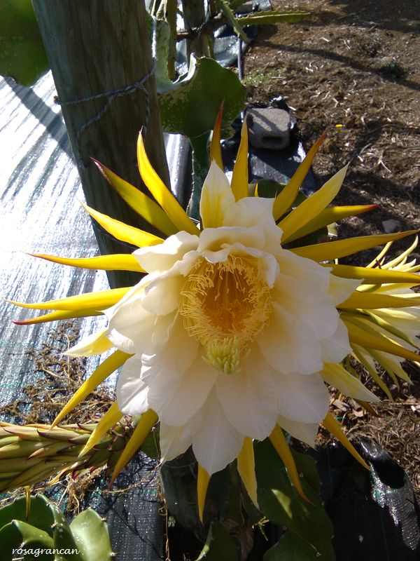 Rosa en Gran Canaria: Flor de Pitahaya o Pitaya