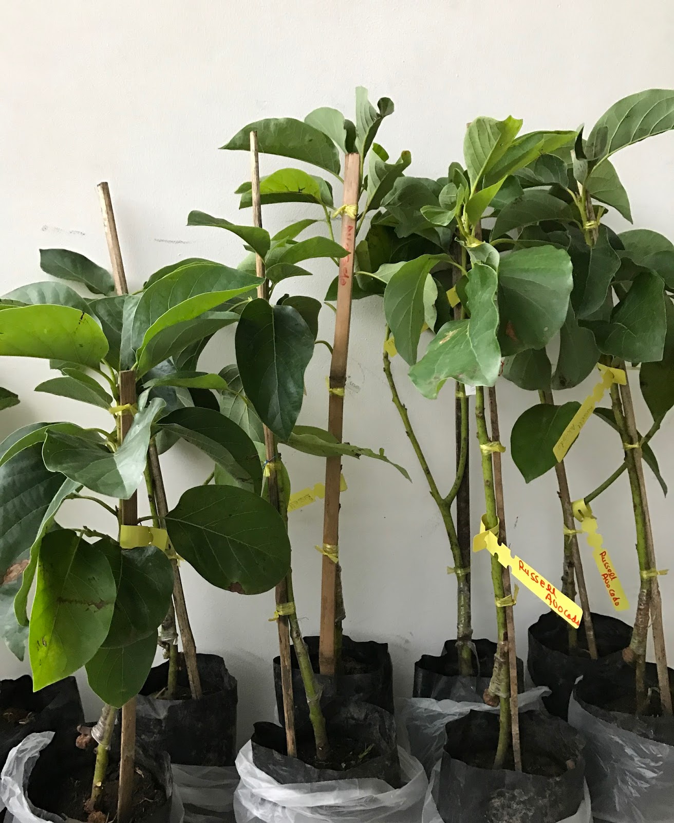 Plants For Sale: Grafted Avocado Russell