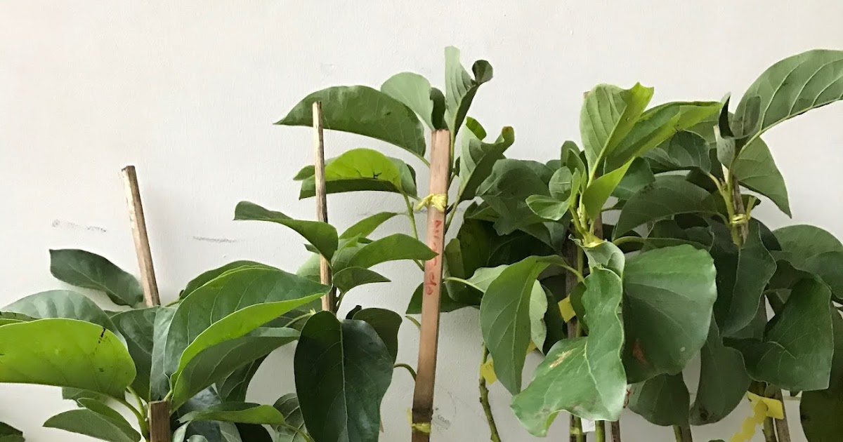 Plants For Sale: Grafted Avocado Russell