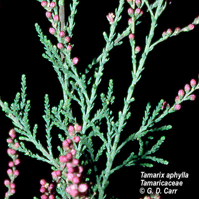 PLANT FAMILIES OF PUERTO RICO AND FLORIDA PAPO VIVES: TAMARICACEAE NÚM ...